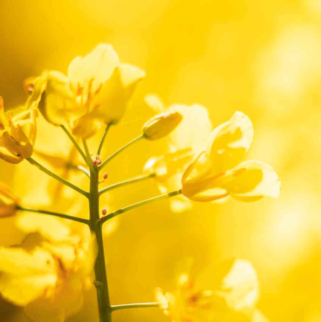 Die Farbe Gelb - Bedeutung & Eigenschaften - firstonthesun ...